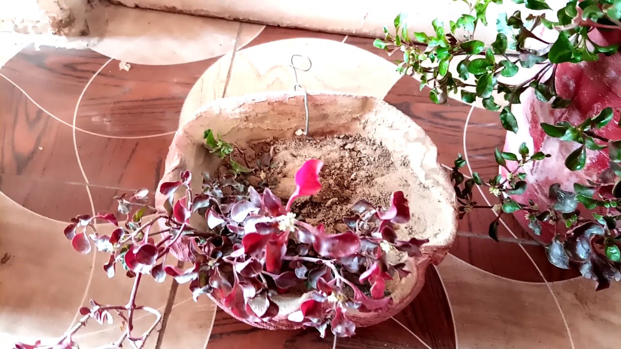 Nayanthara plant cutting care tips - YouTube