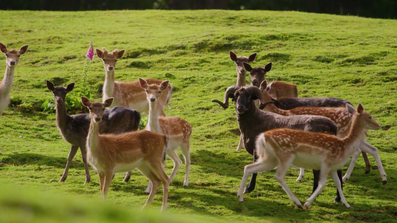 Staglands Wildlife Reserve (4K) - YouTube