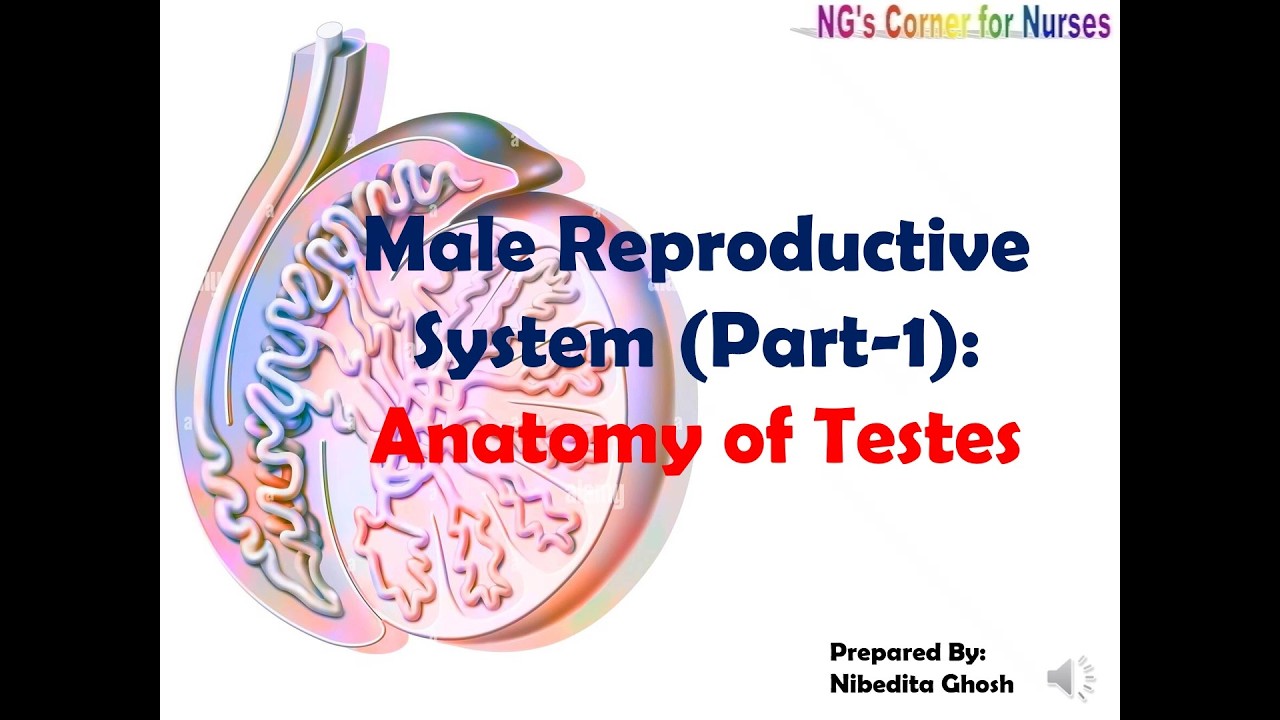 Male Reproductive System: Part- 1: Anatomy of Testes। Histology। Blood ...