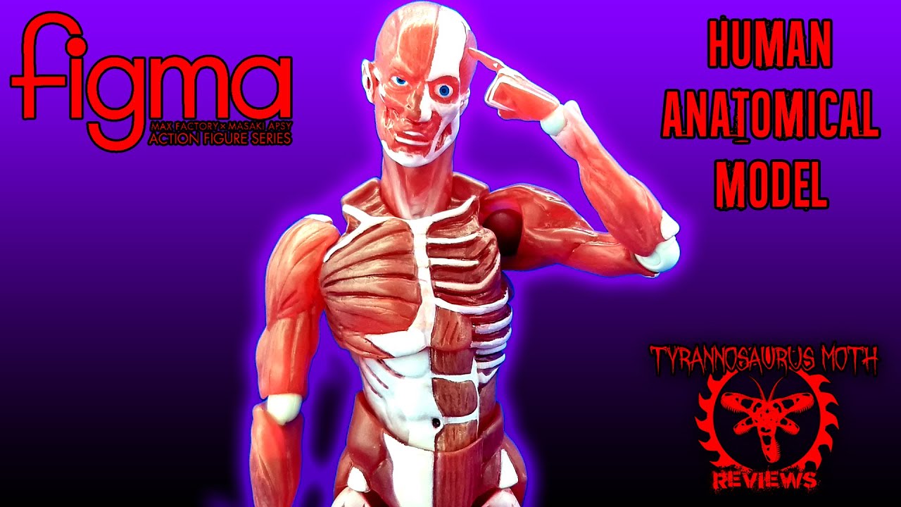 Figma SP-142 Human Anatomical Model figure review - YouTube