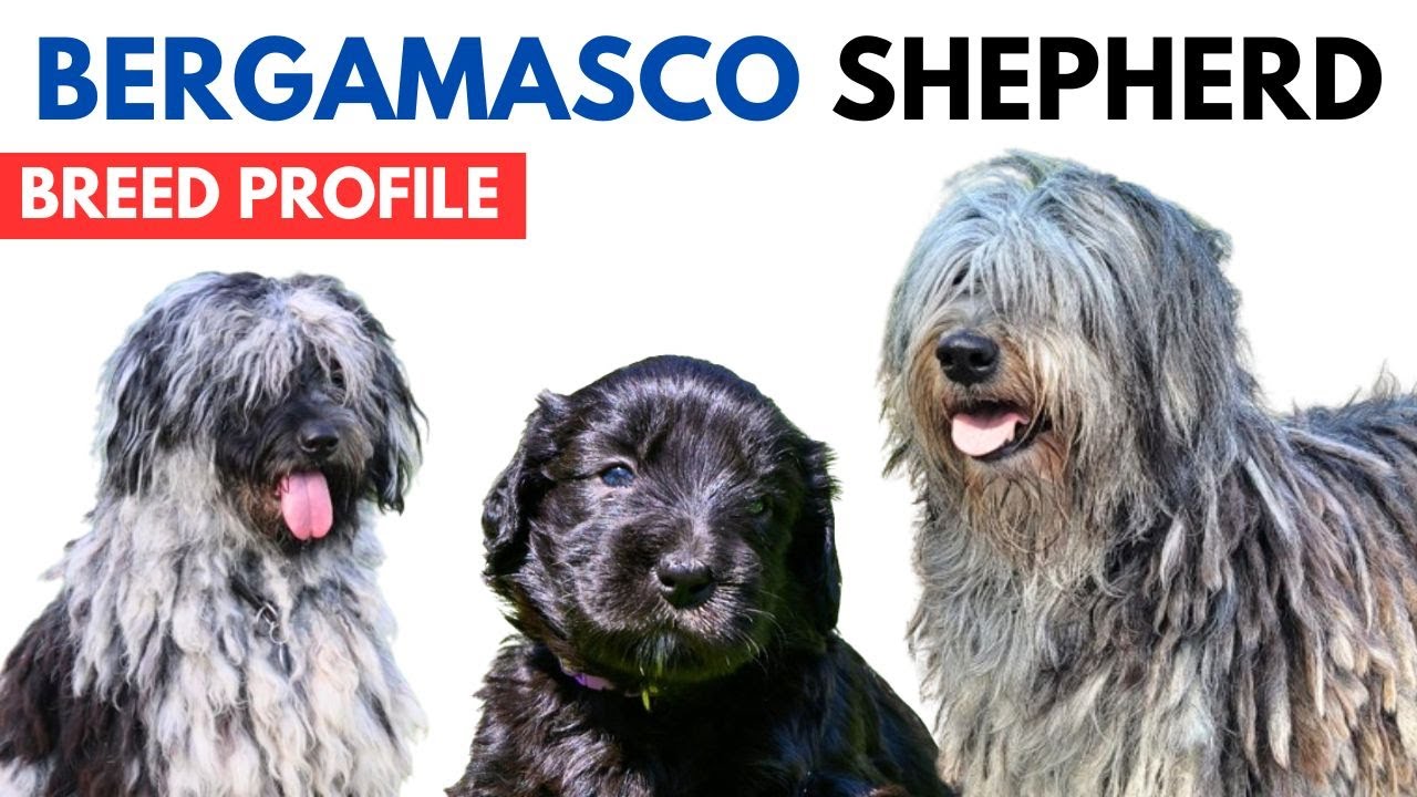 Bergamasco Shepherd Breed Profile History - Price - Traits - Bergamasco ...
