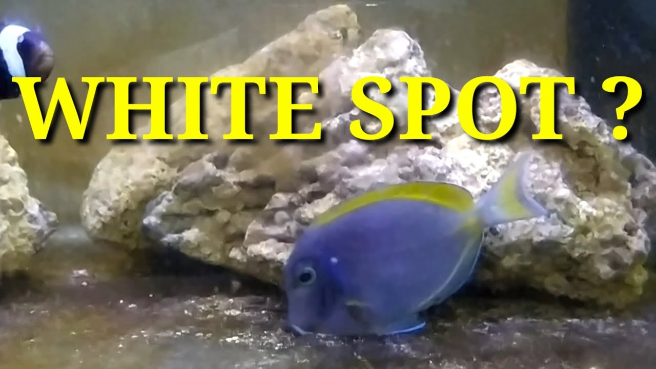 IKAN BOTANA BIRU RENTAN TERKENA WHITE SPOT? - YouTube