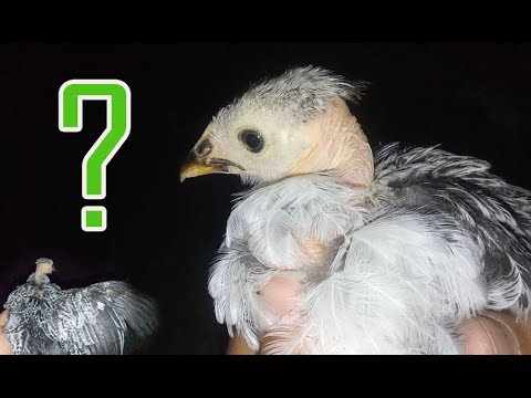 KEL OĞLAN / TÜRKAN CİVCİVİMİ İNCELİYORUM! (Horoz mu? Tavuk mu?)