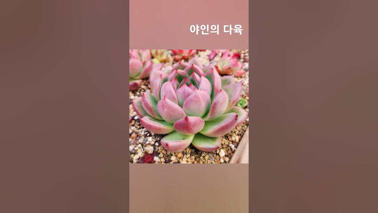 프로포즈 미모가 출중 꿀잠요 ~ 파종이 실생 다육 다유기 다육이 다육식물 반려식물 다육판매 다육이판매 다육이키우기 다육인스타그램 매혹이 청주 야인