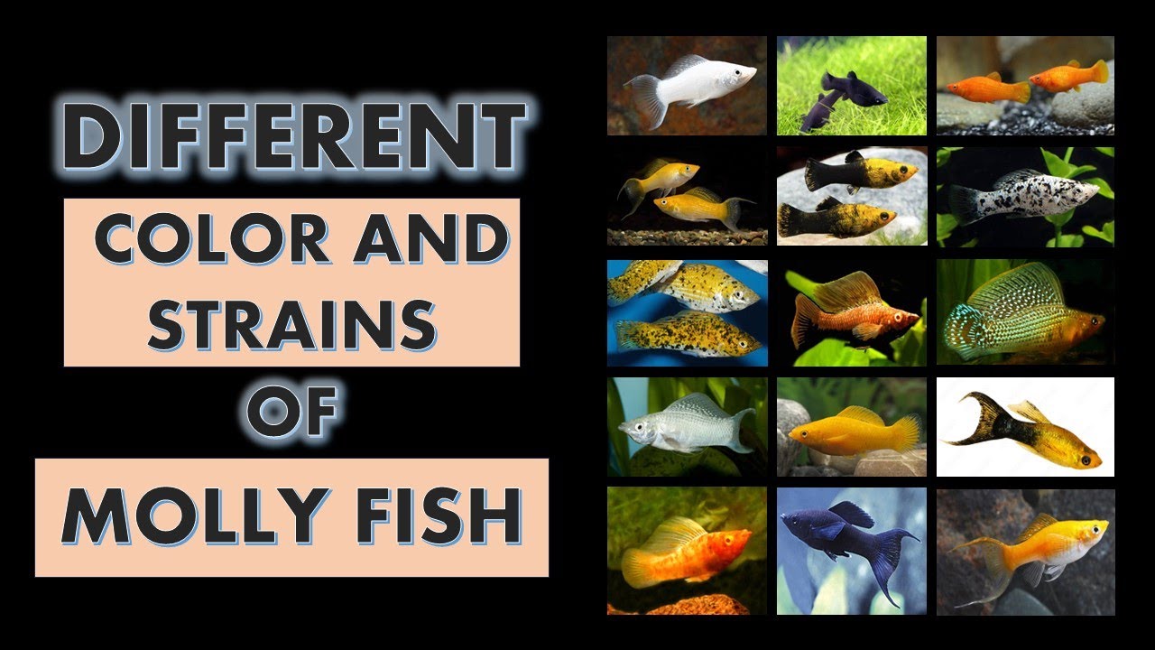 Different Color and Strains of Molly Fish (Poecilia sphenops) l Kinds ...