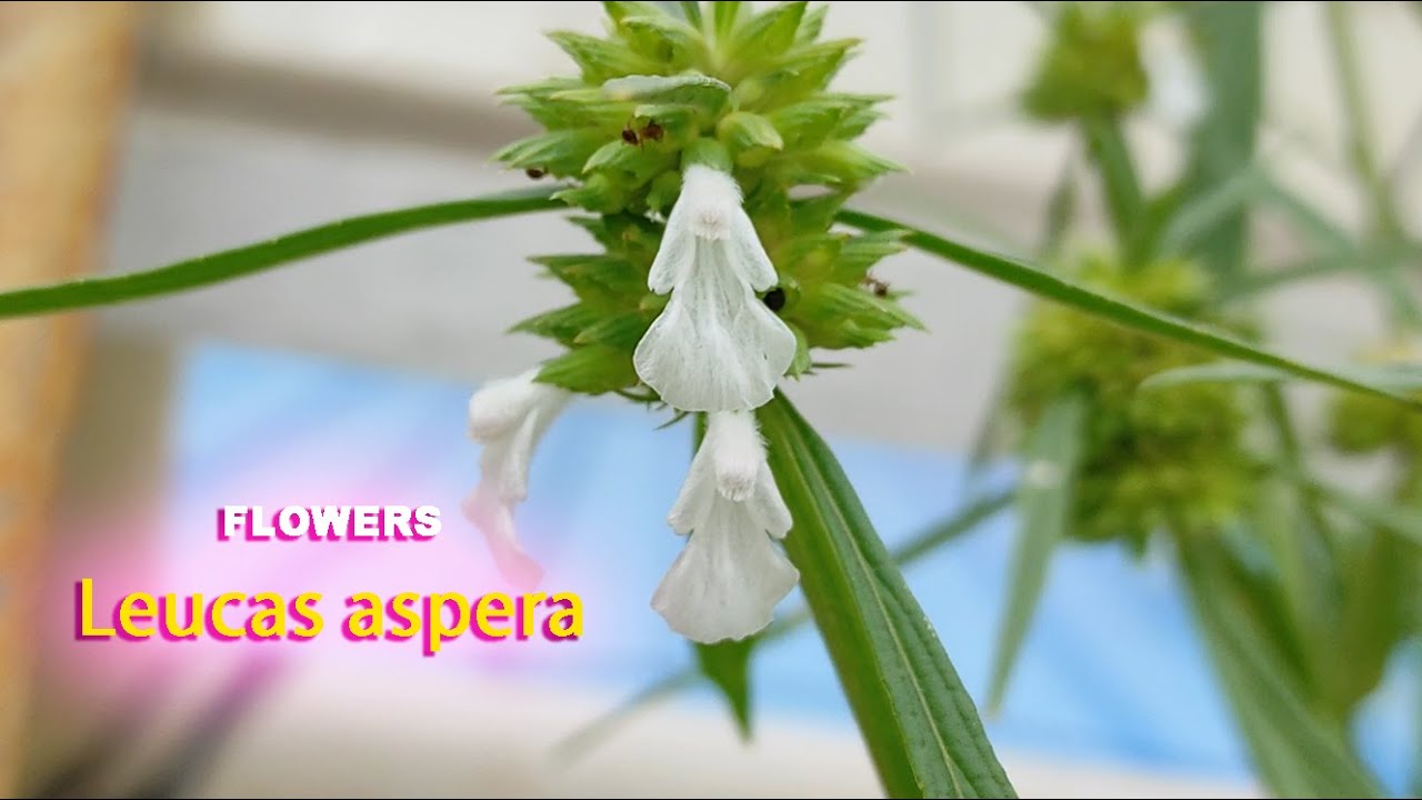 Flowers / 34 / Leucas aspera / tumbe / beautiful flowers - YouTube
