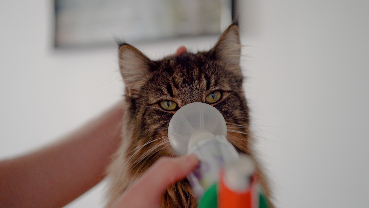 Roy is such a good patient! Feline asthma inhaler routine | Norwegian ...