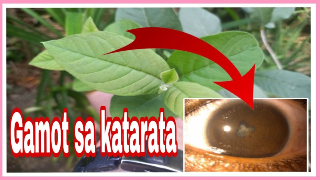 PINAKAMABISANG herbal sa panlalabo ng mata/natural na gamot sa mata # ...