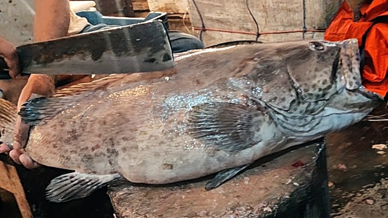 Big Hamour Fish Cutting Skills Live In Fish Market | Impressive Fish ...