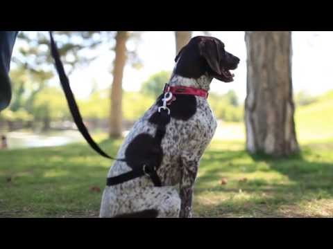 PulNoMor Dog Leash