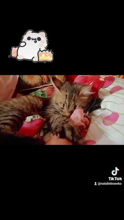 Семочка и пакетик . #запорожье #cat #котики #кошкимилые #кошкиприкол # ...