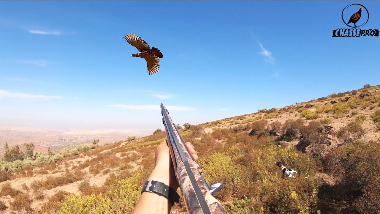 Chasse Perdrix et Lièvre Au Maroc Saison 2021~ Partridge Hunting ~ PART ...