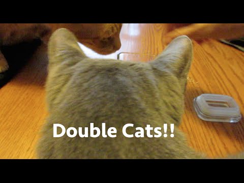 Double Cats!! - YouTube