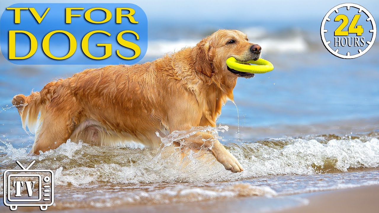 The Ultimate Dog Entertainment & 24 Hours of TV for Dogs! Boredom ...