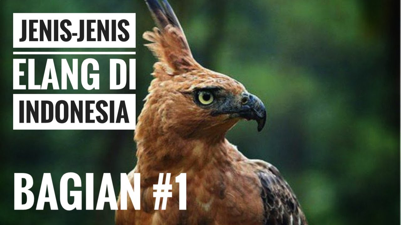 Jenis-Jenis Elang di Indonesia‼️ bagian #1 - YouTube