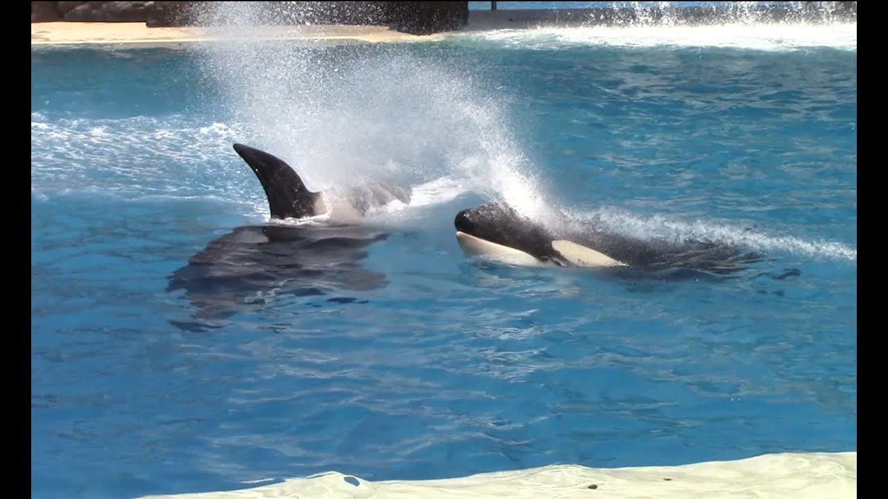 Killer whale water sprayer enrichment with Amaya, Shouka, and Kalia at ...