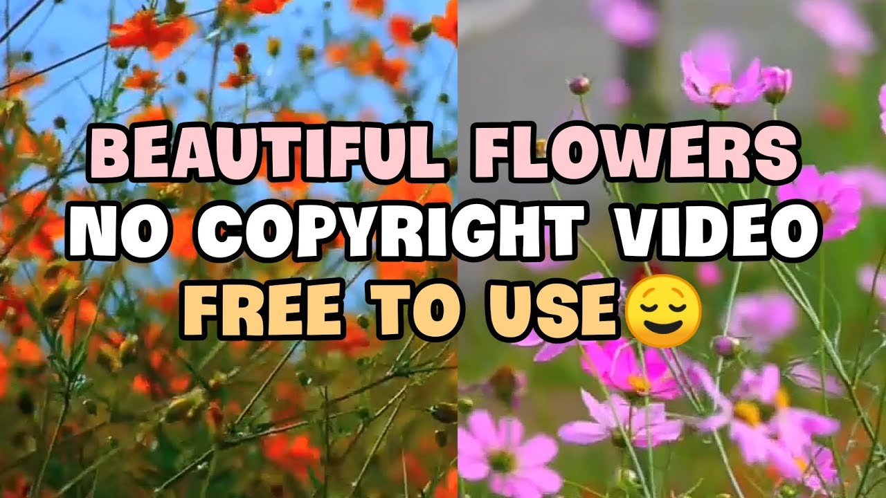 Beautiful flowers | No copyright video | Free to use | @aestheticx ...
