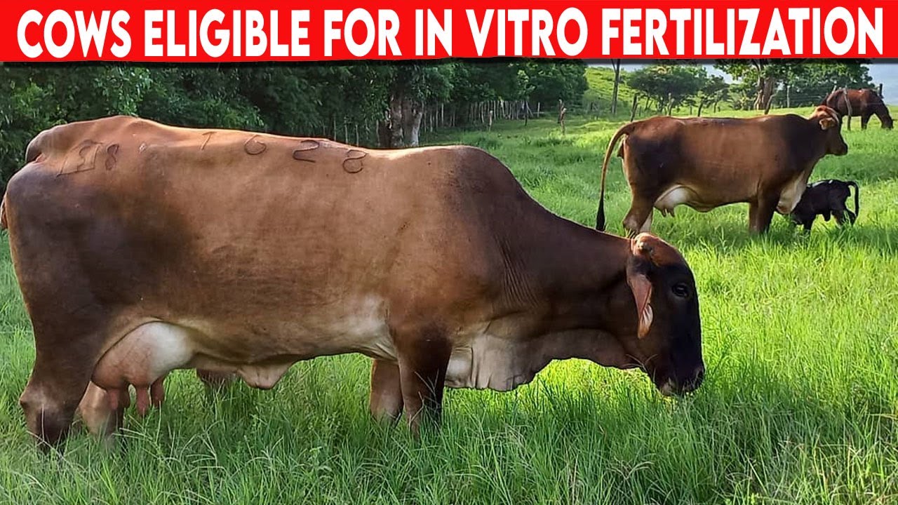 ⭕ Cows Eligible For FIV Or In Vitro Fertilization Dairy Cows - YouTube