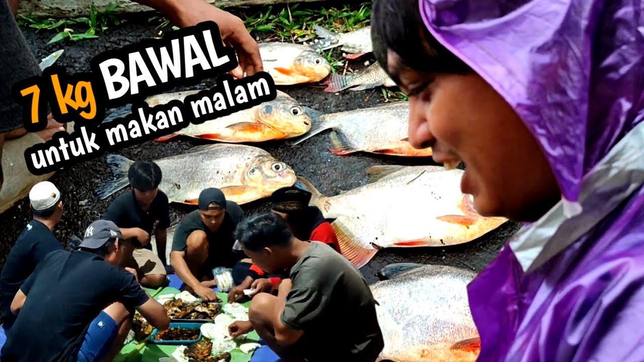 Mancing Bawal Pas Hujan Sungguh Banyak Dan Kami Bakar Ikan Hasil ...
