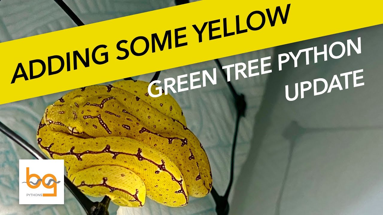 New Neonate Green Tree Python and update on set-up - YouTube