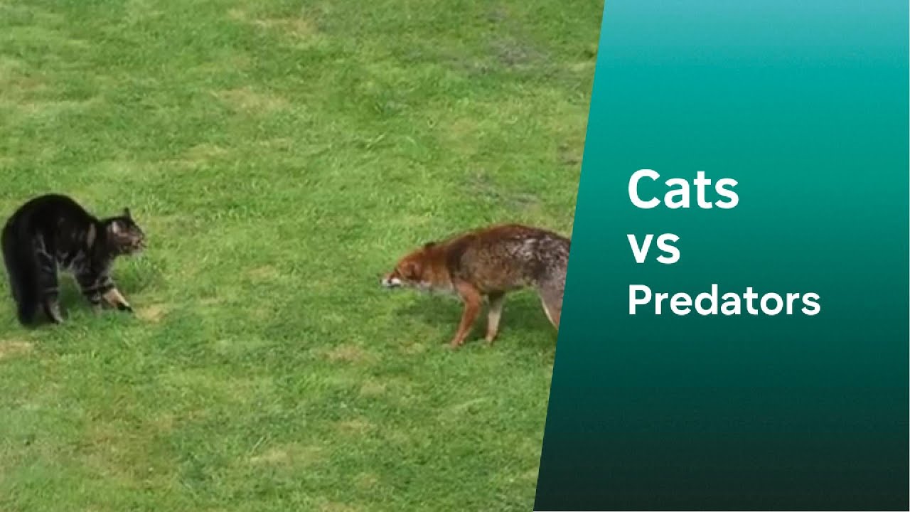 Cats Fight Back vs Predators | Part 1 - YouTube