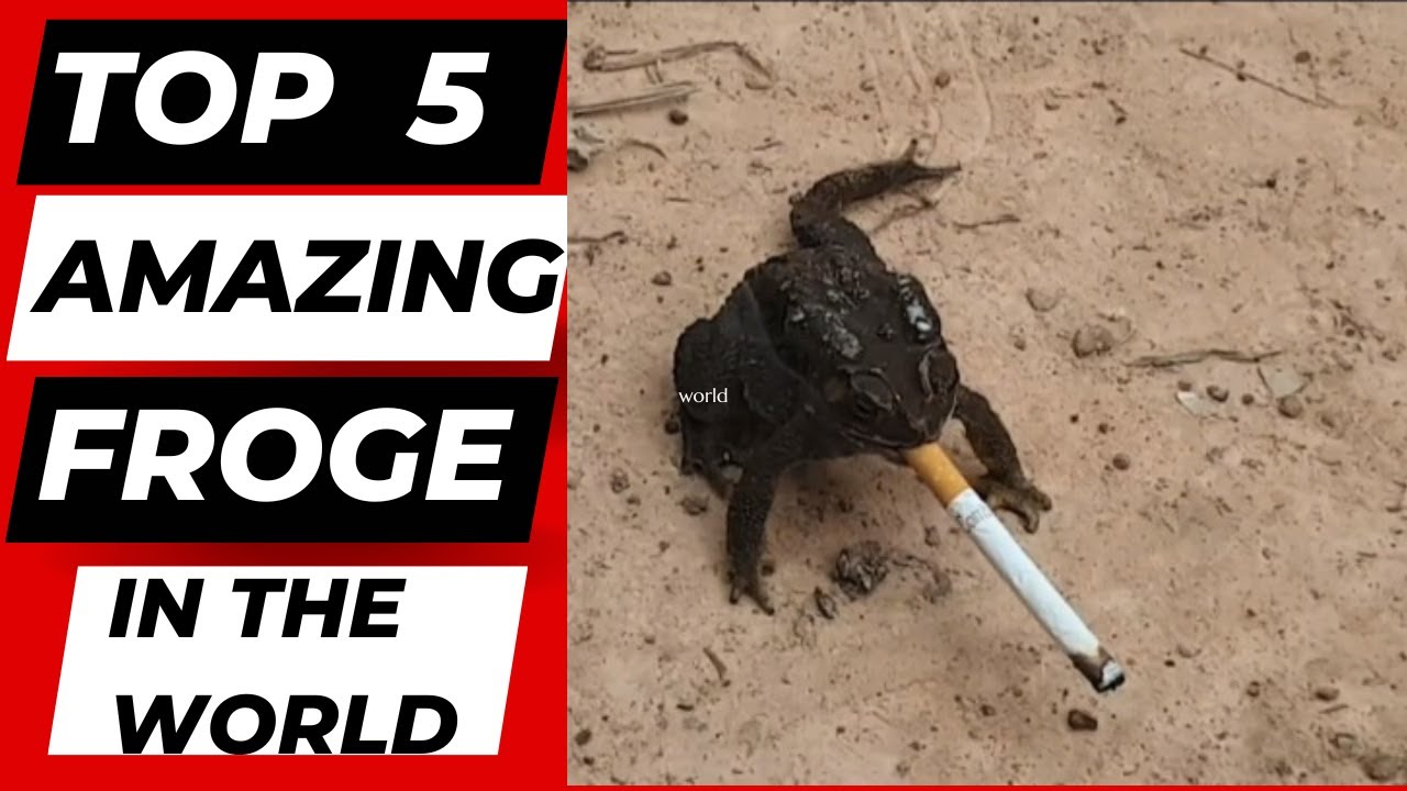 Top 5 Frogs l top 5 frogs in the world 2022 - YouTube