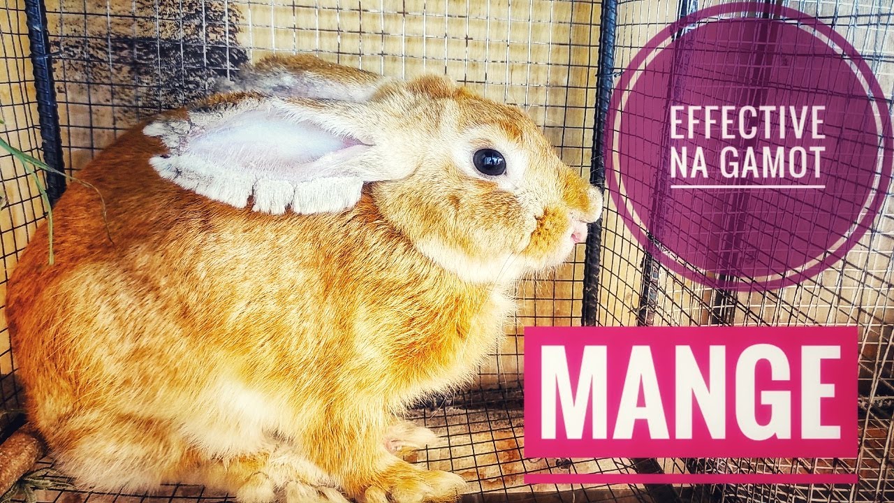How to cure mange? #bunny #rabbit #animals - YouTube