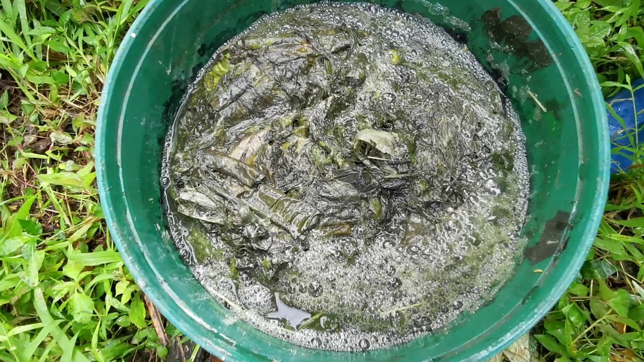 JADAM Liquid Fertilizer (JLF) - YouTube