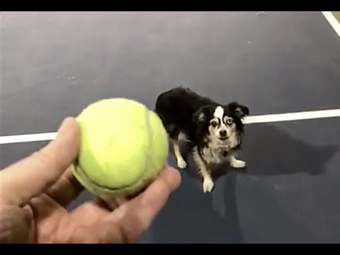 Episode 306 Scott Adams: Snickers and the Running of the Balls - YouTube