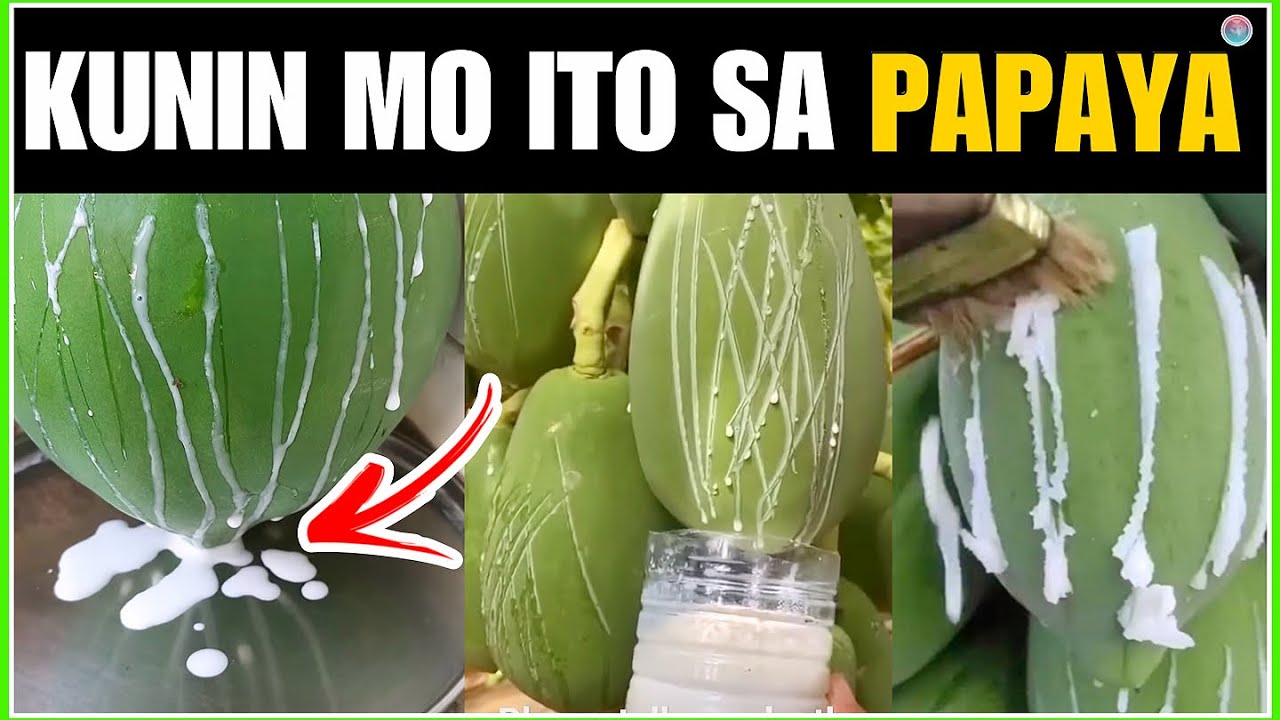PANOORIN !!! GRABE PALA ANG EPEKTO NG DAGTA NG PAPAYA, BAKIT KAYA ...