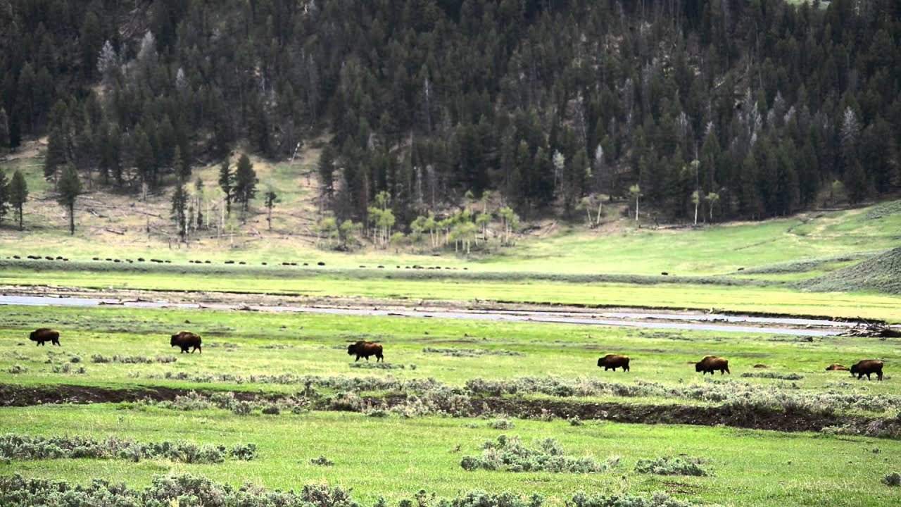 Bison migration -- Leaving the Yellowstone National Park on May 30 ...