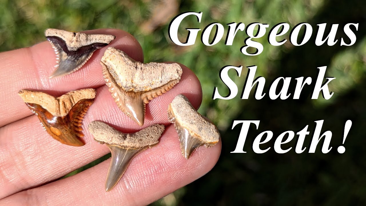 Identifying Shark Teeth Shark Tooth Identification Guide (medium).