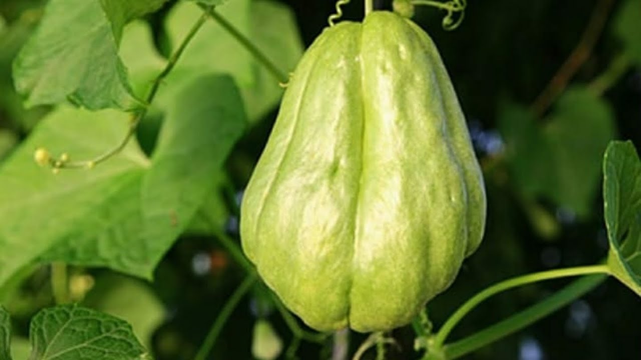 Comment planter la Christophine ou Chayote/ militon en Bretagne # ...