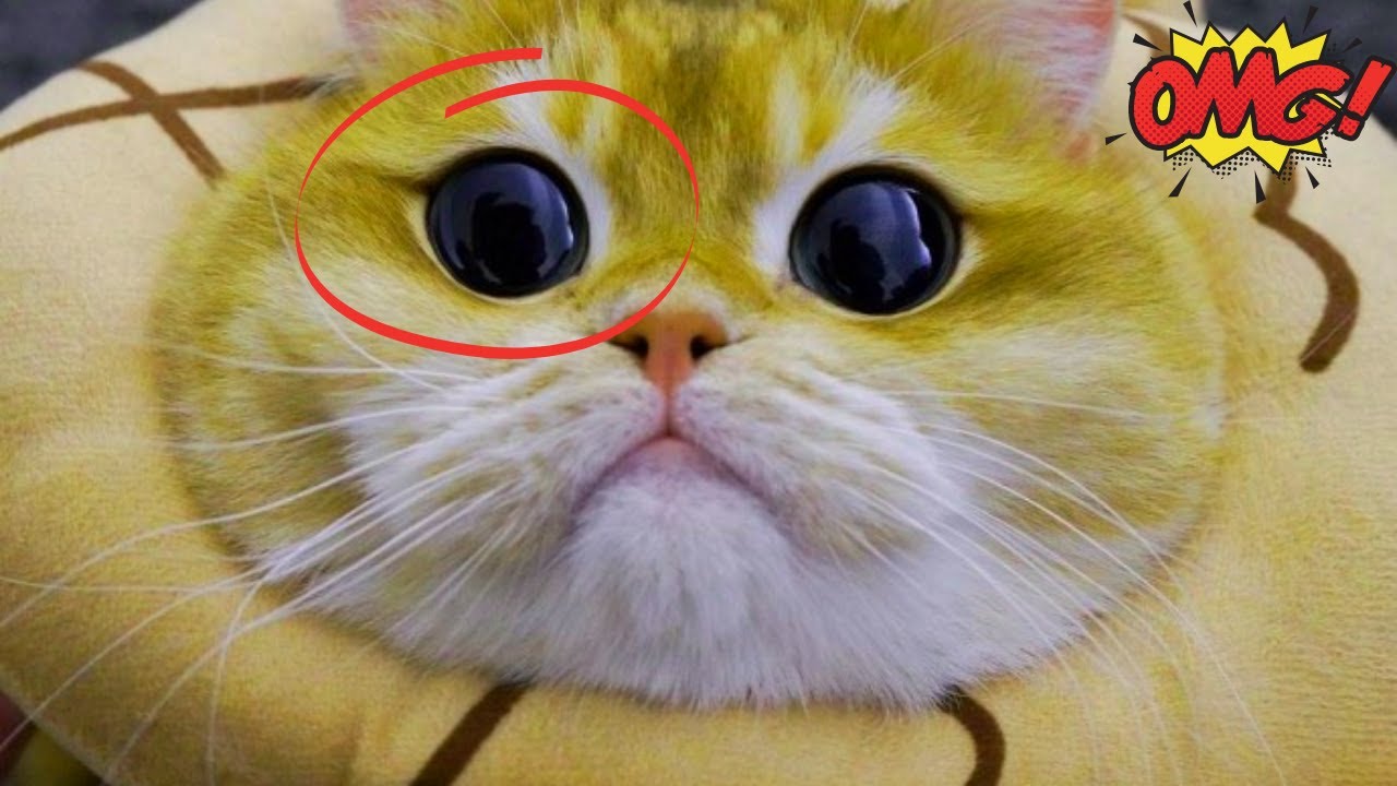 meet pisco the big eyed cat who looks like a real life puss in boots ...
