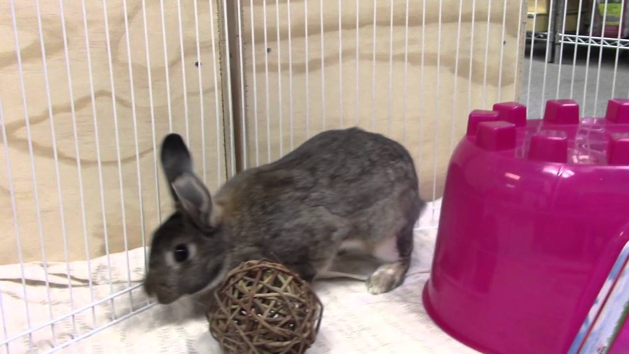 San Diego House Rabbit Society - Hannah - YouTube