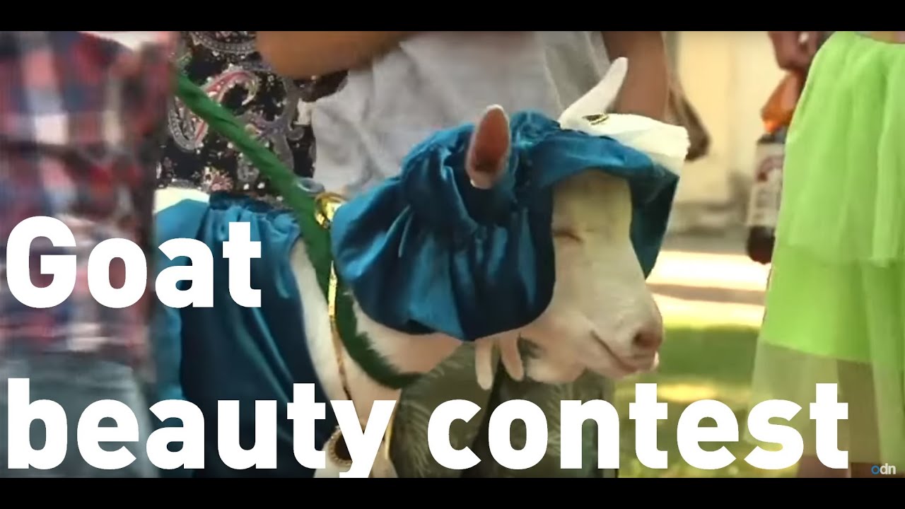 Beauty pageant for goats in Lithuanian village - YouTube