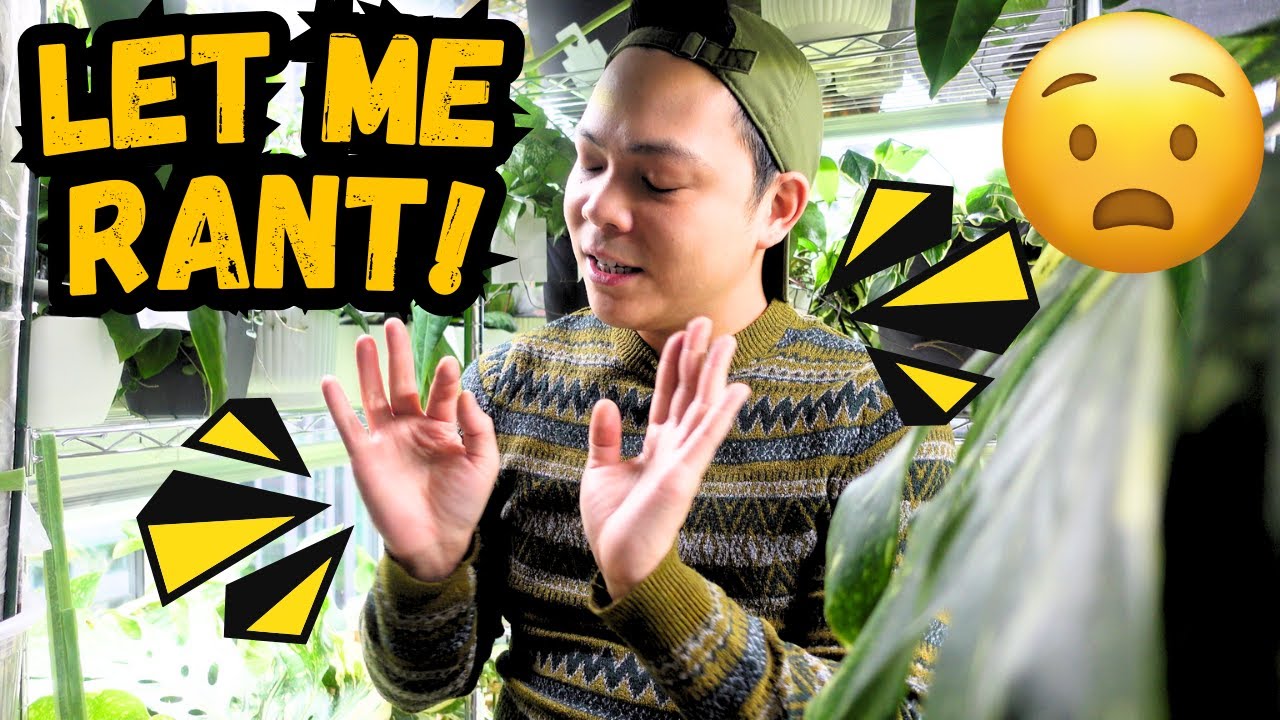a rant & plant chores lol | monstera, philodendron & anthurium | indoor ...