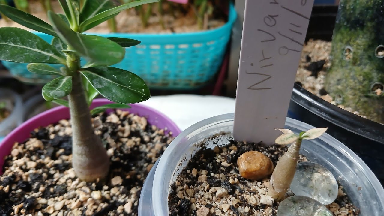 BABY ADENIUMS GRAFTING SIDE BY SIDE July 2, 2024 - YouTube