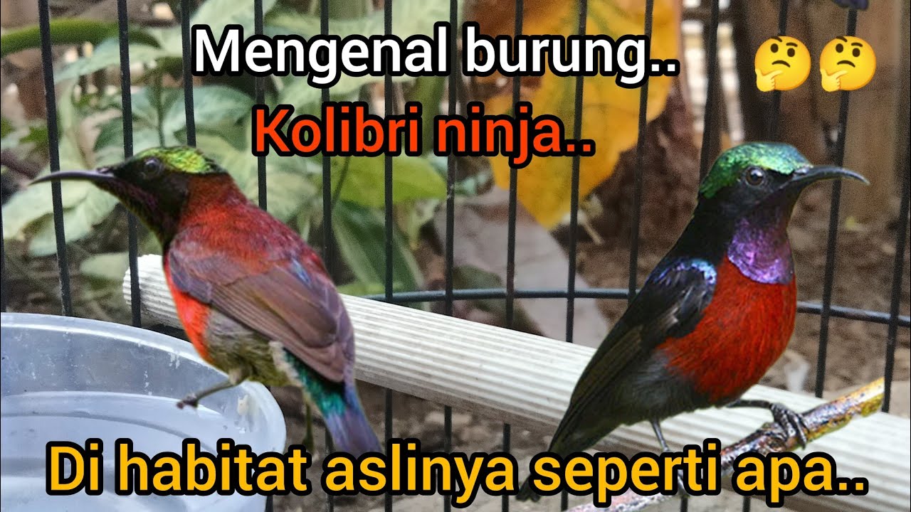 Mengenal burung Kolibri ninja di habitat nya seperti apa..!!🐦🐦🤔🤔2023 ...