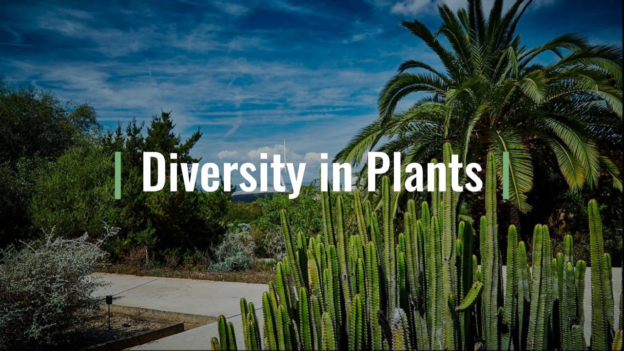Diversity in Plants and their Classification - YouTube