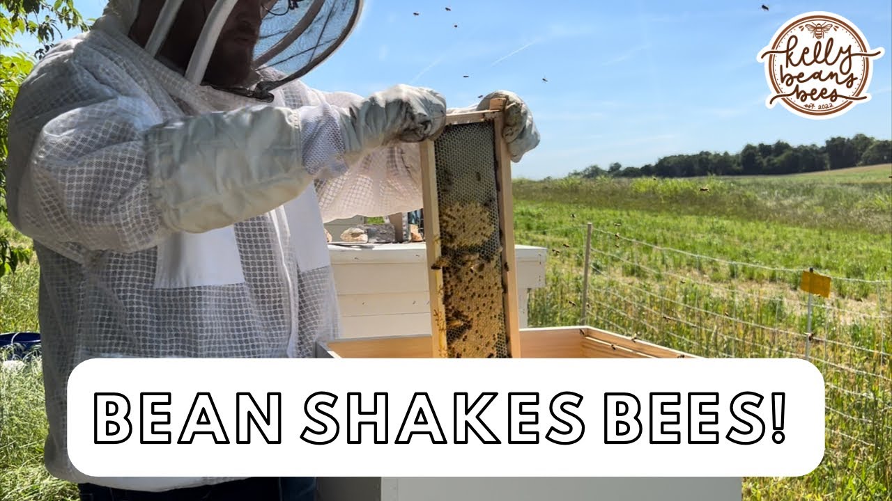 Bean Shakes Bees! - YouTube