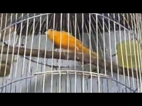 bongkaran kenari body besar super dan burung-burung masteran full stop ...