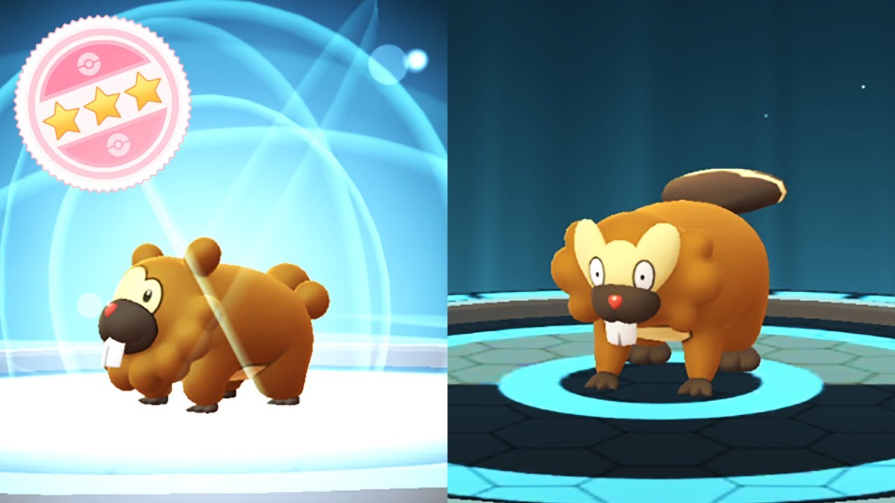 EVOLVING 100% IV BIDOOF TO BIBAREL in Pokémon GO - YouTube