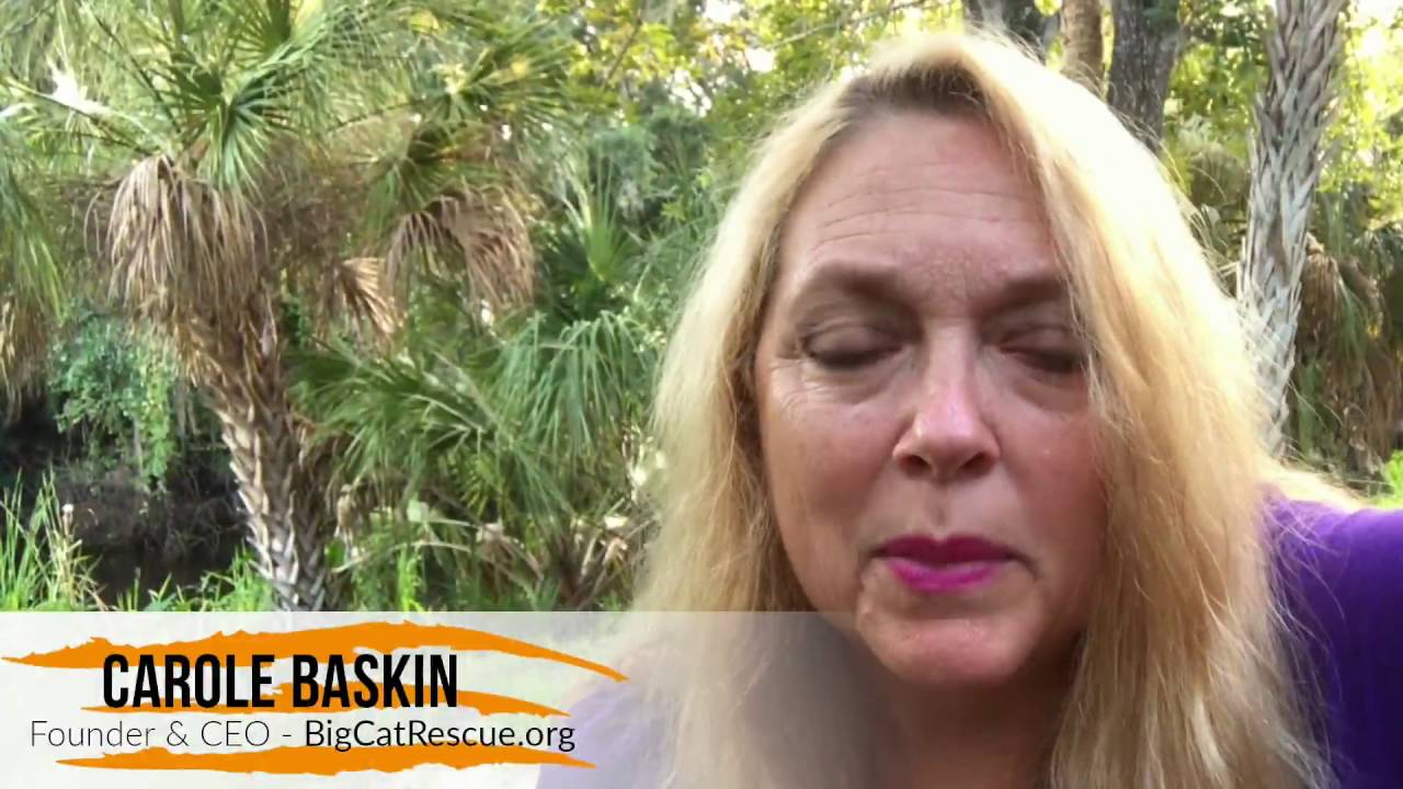 Lion VS Turtle 2016 PART 6 of 7 - YouTube