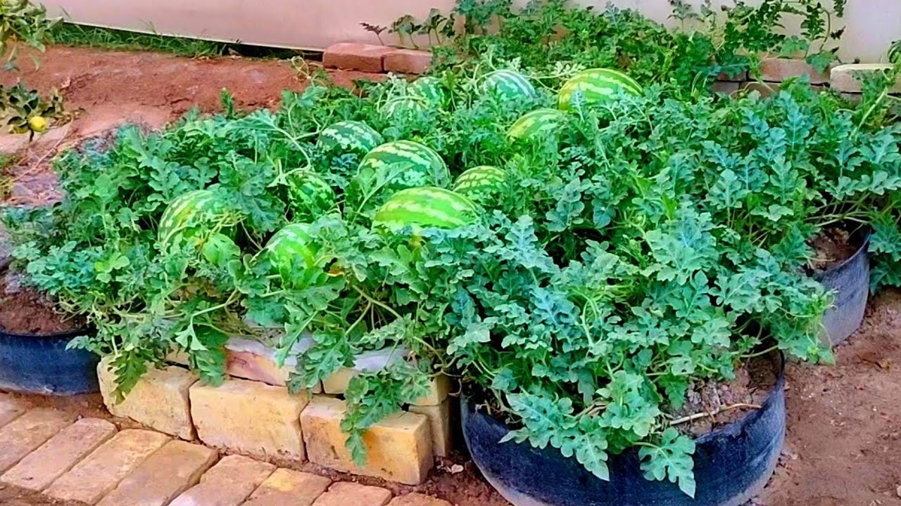 Growing watermelons on the wheels of a car at home - YouTube
