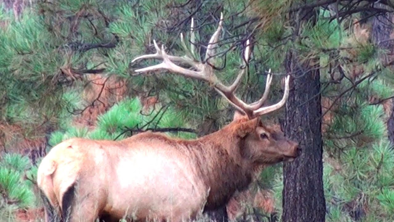 New Mexico Archery Elk Hunt - Pass Up 8x6 Bull - YouTube
