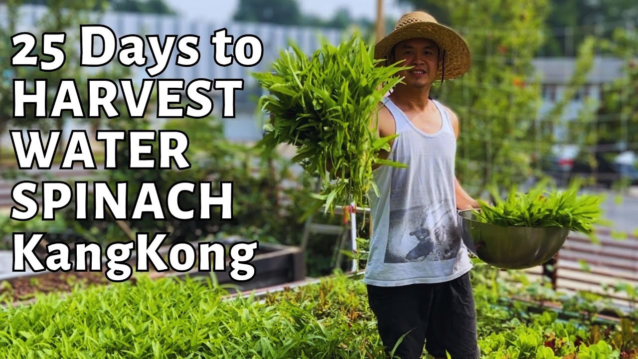 harvest and how to grow water spinach, kangkong, rau muống. - YouTube