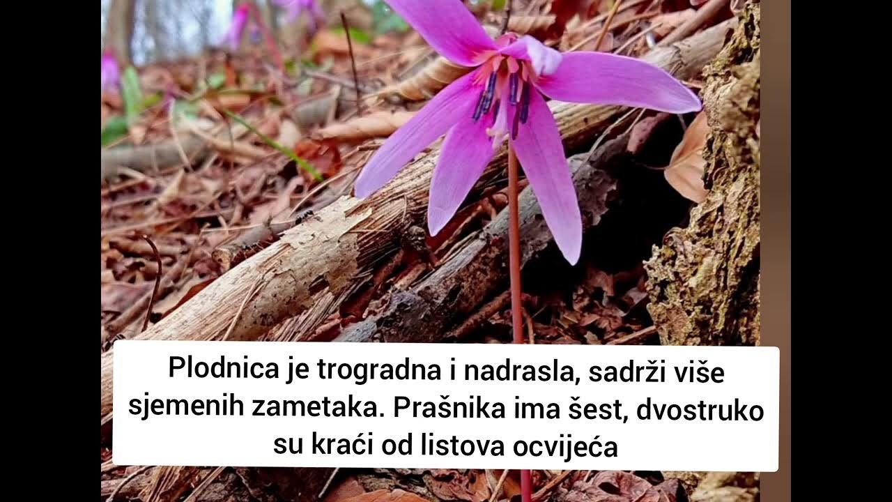 Pasji zub (Erythronium dens-canis L.) košutac - YouTube