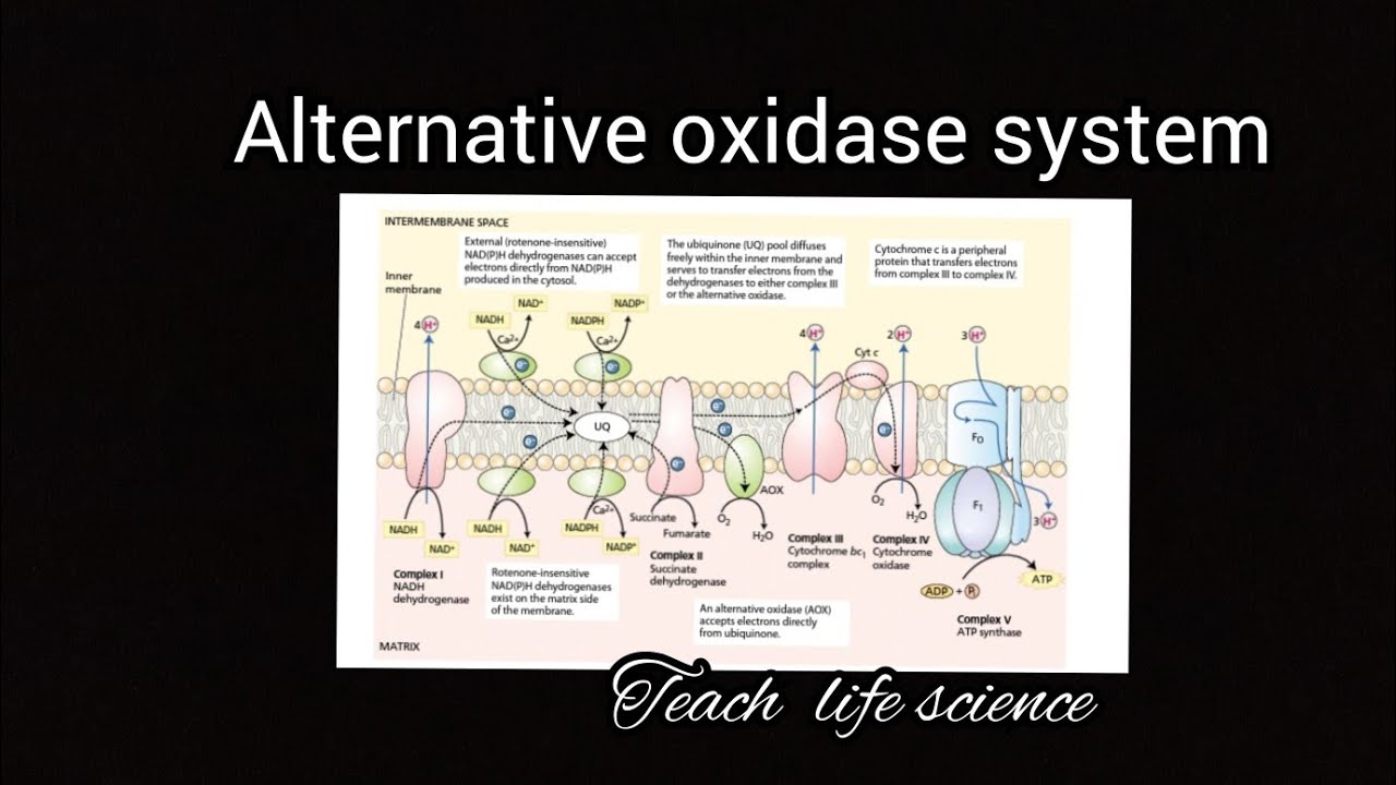 Alternative oxidase system/ Cyanide Resistant Respiration - YouTube
