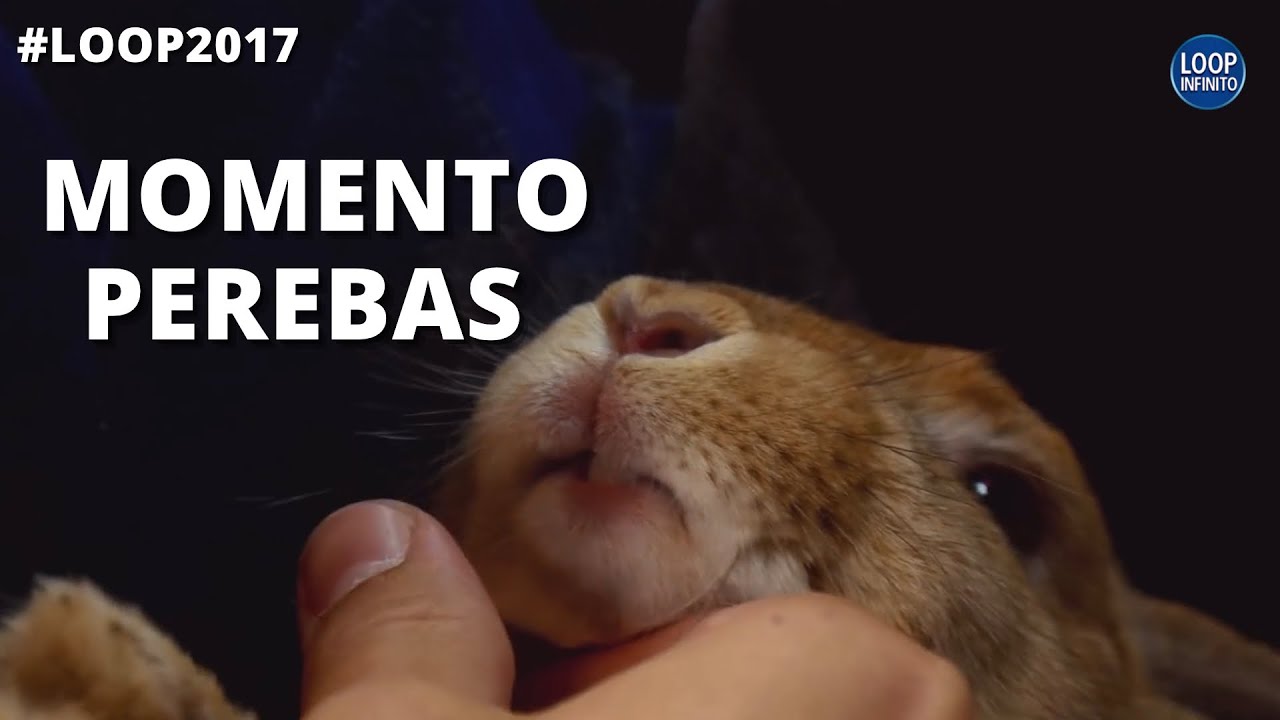 MOMENTO PEREBAS | Cortes do Loop Ao Vivo #10 (2017) - YouTube